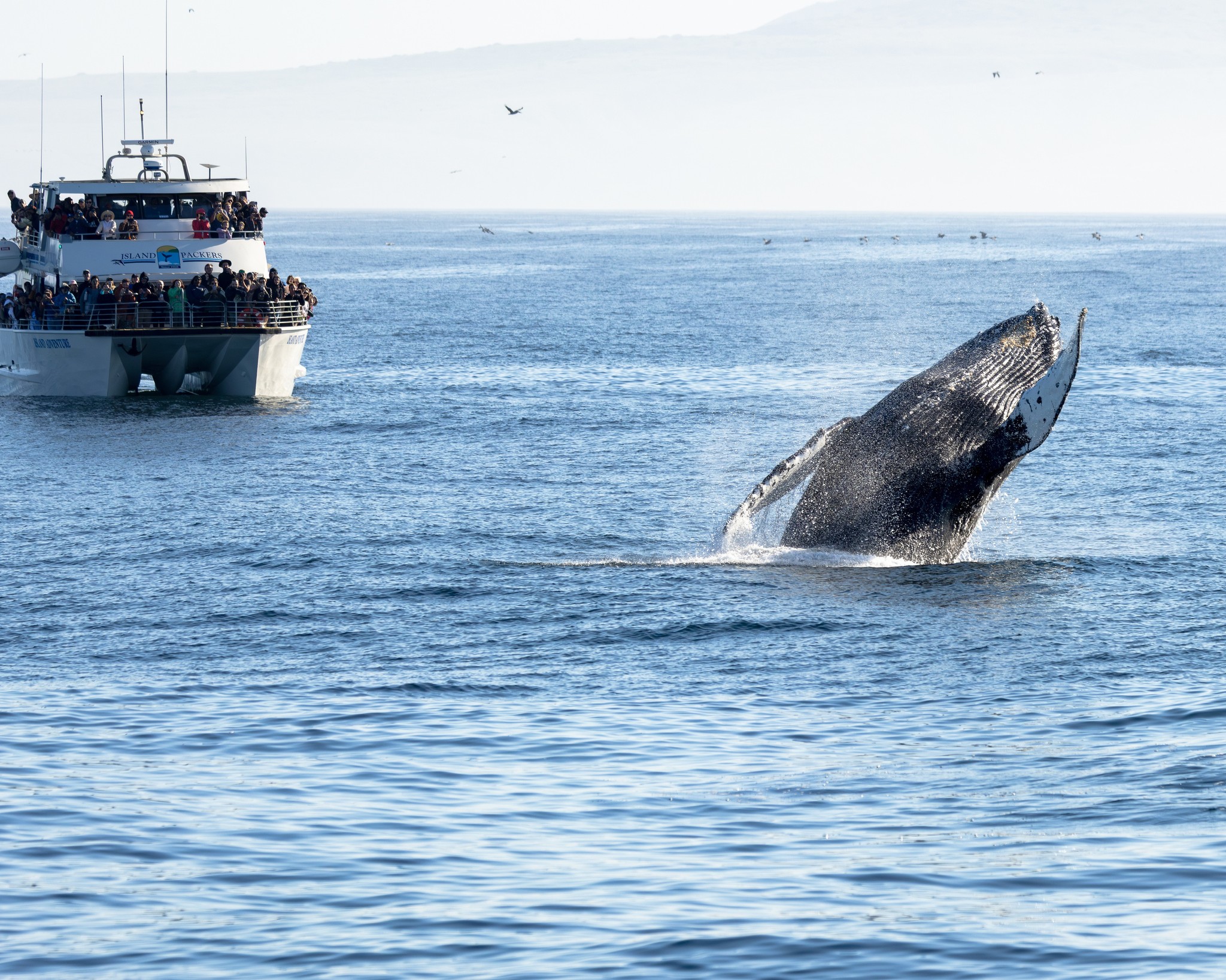 The Power of Whale Watching: Inspiring the Next Generation of Ocean ...