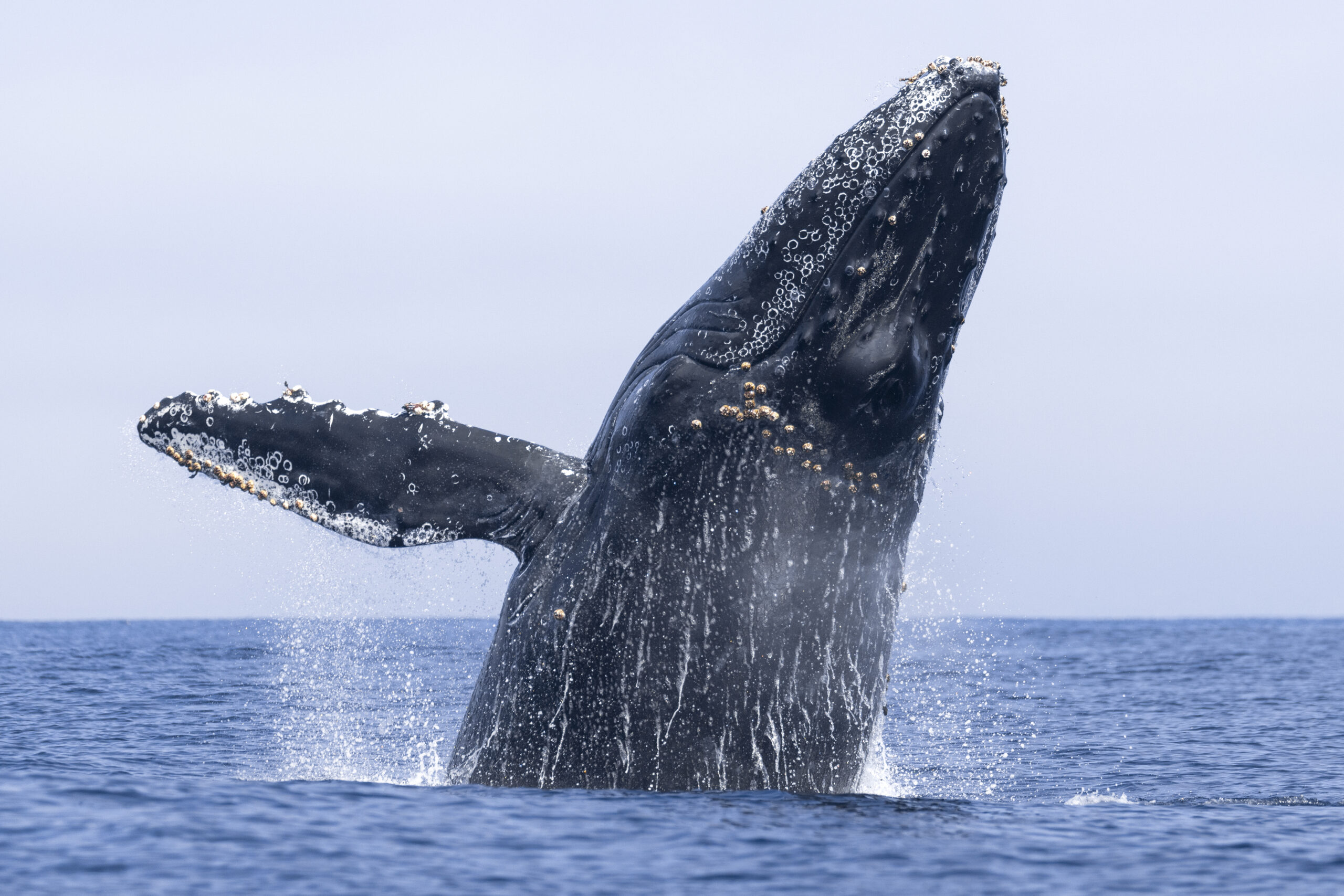 Meet the Humpback Whale - Santa Barbara Channel Whale Heritage