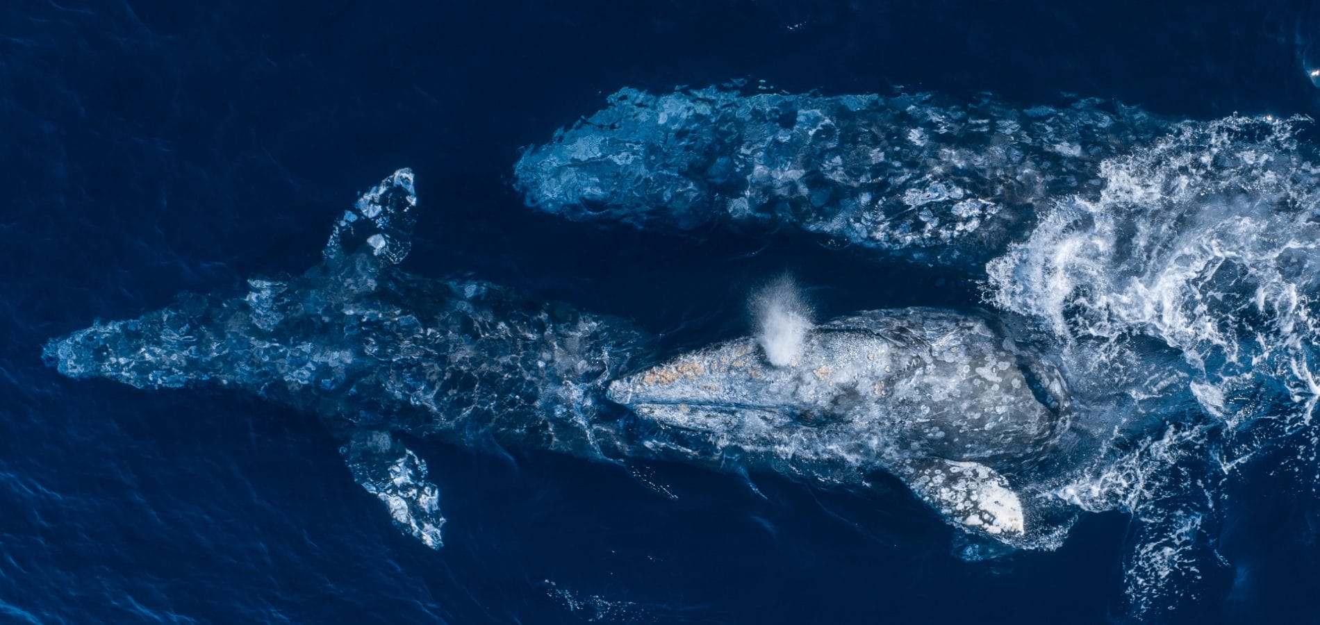 WHALE OF A CELEBRATION - Santa Barbara Channel Whale Heritage